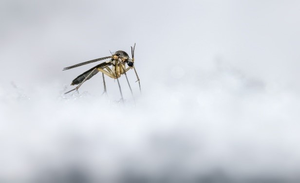 What is Diapause? - Mosquito Hunters of Jacksonville South & Saint ...